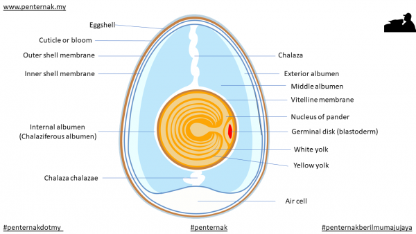 Infografik Struktur Telur - penternak.my