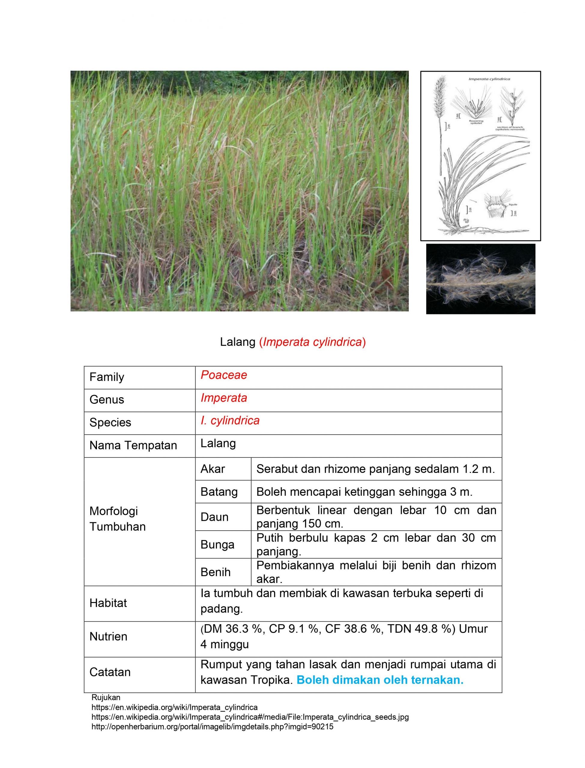 Lalang (Imperata cylindrica) - penternak.my