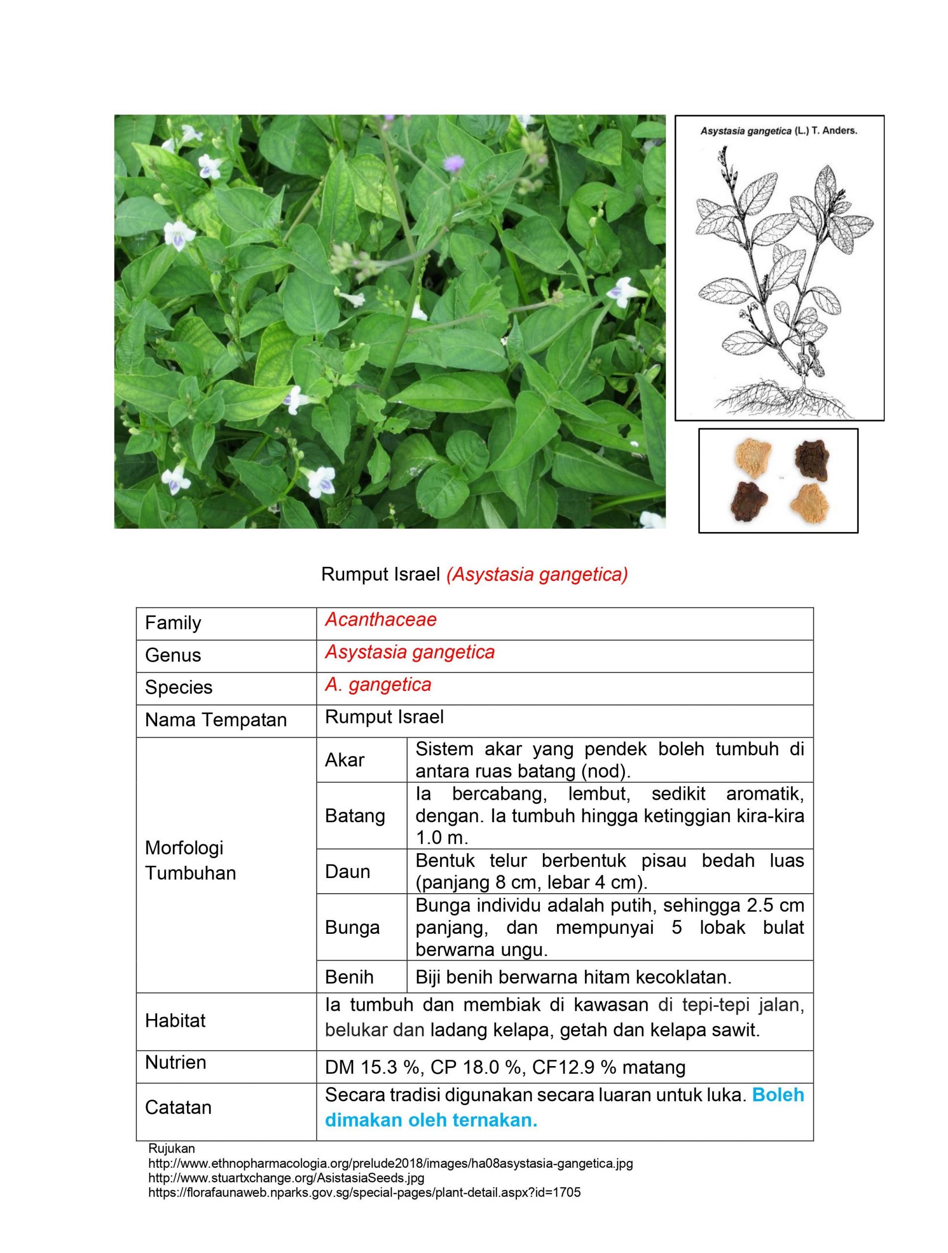 Rumput Israel (Asystasia gangetica) - penternak.my
