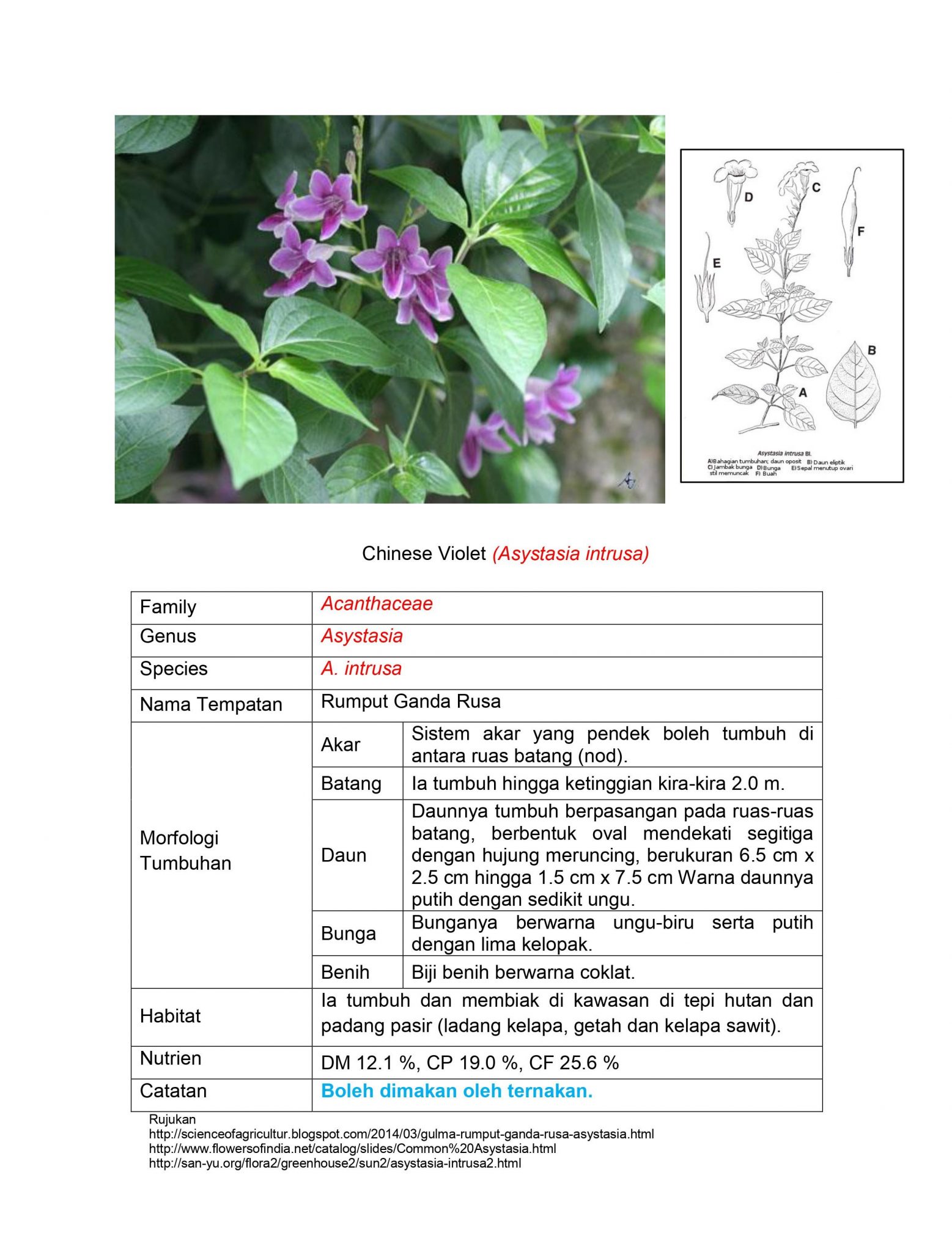 Rumput ganda Rusa (Asystasia intrusa) - penternak.my