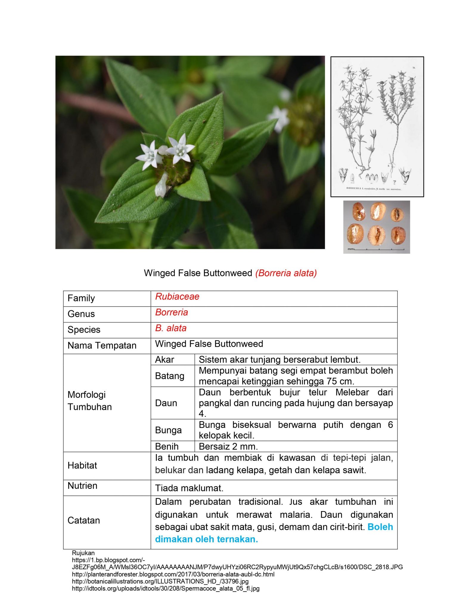Winged False Buttonweed (Borreria alata) - penternak.my