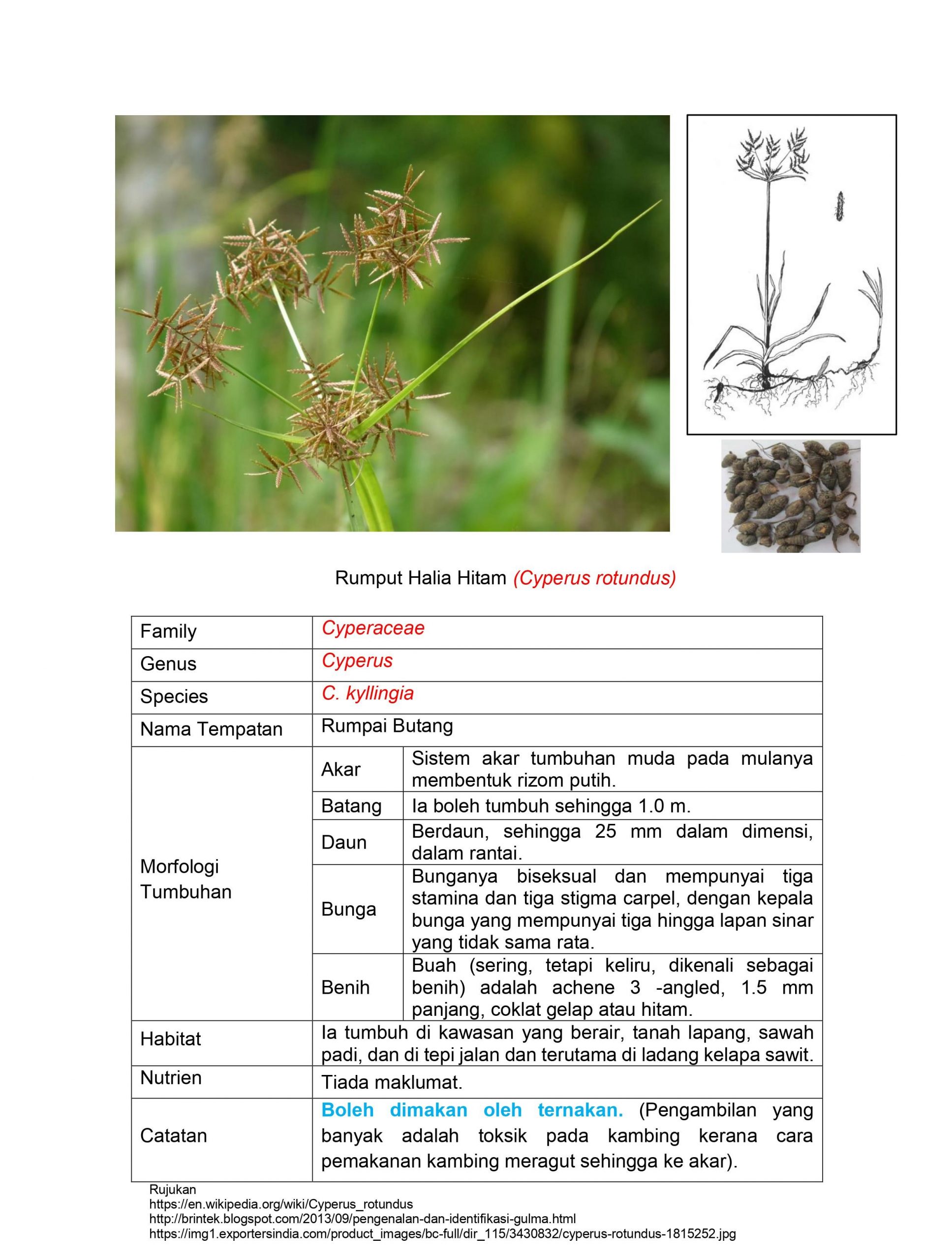 Rumput Halia Hitam (Cyperus rotundus) - penternak.my