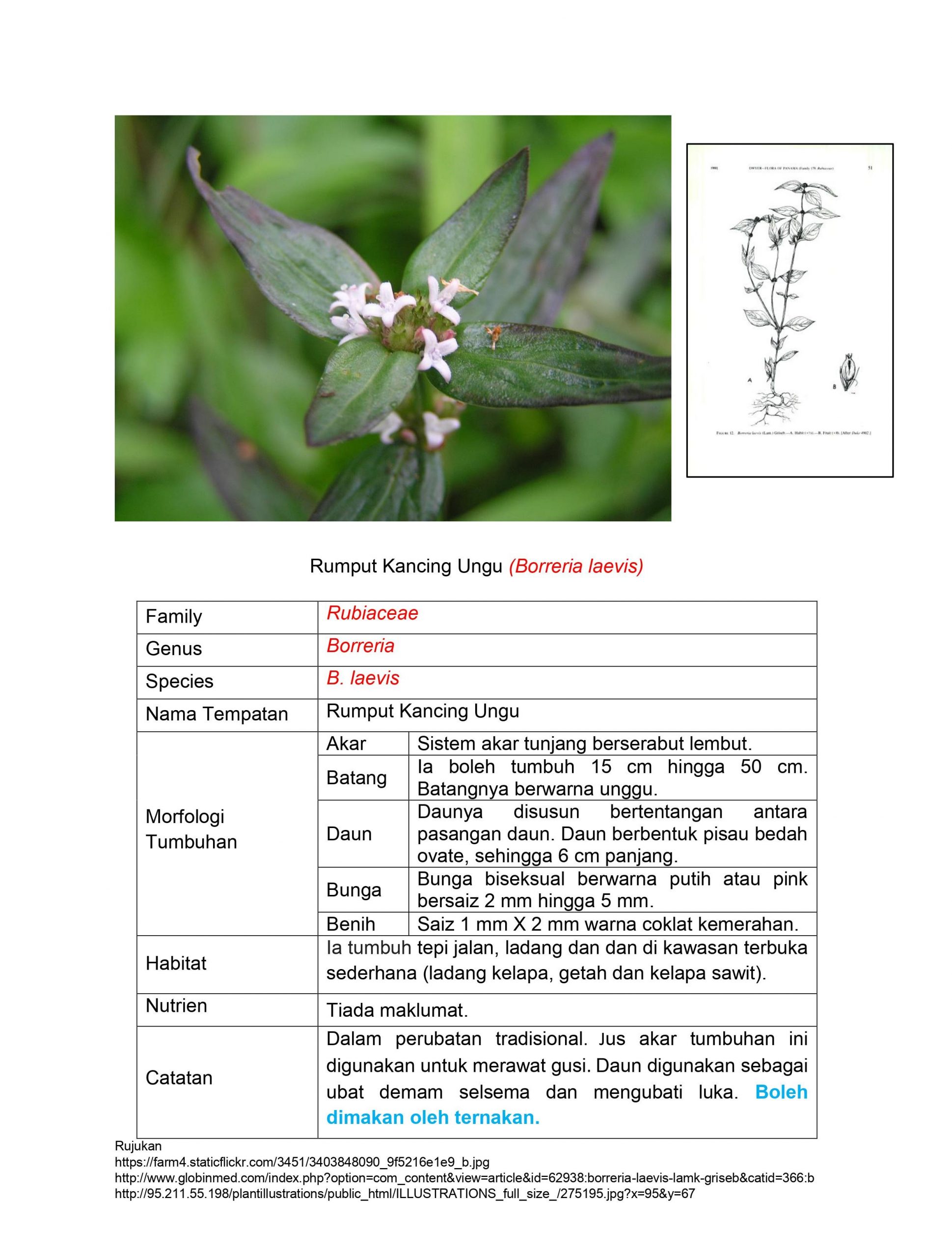 Rumput Kancing Ungu (Borreria laevis) - penternak.my