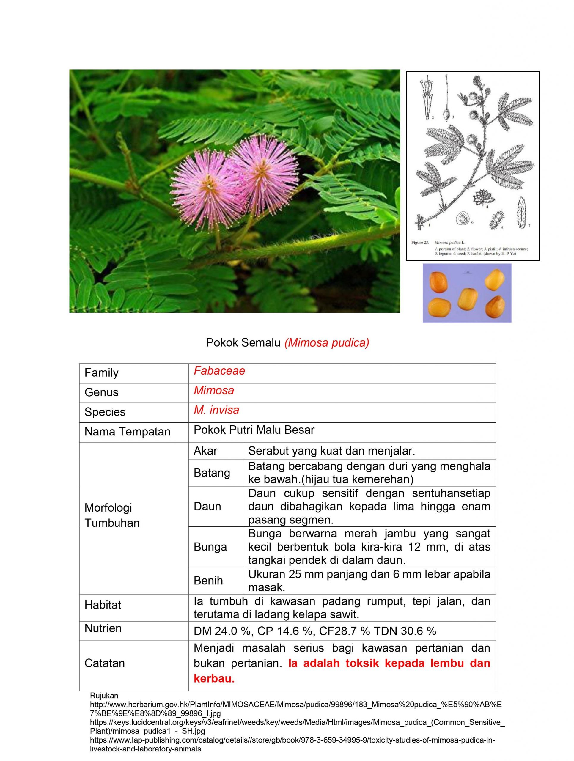 Pokok Semalu (Mimosa pudica) - penternak.my