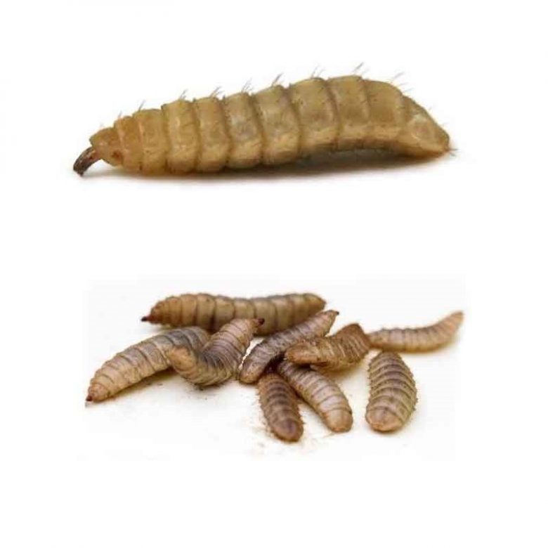 BSFL (Black Soldier Fly Larva/Larva Lalat Askar Hitam) - penternak.my