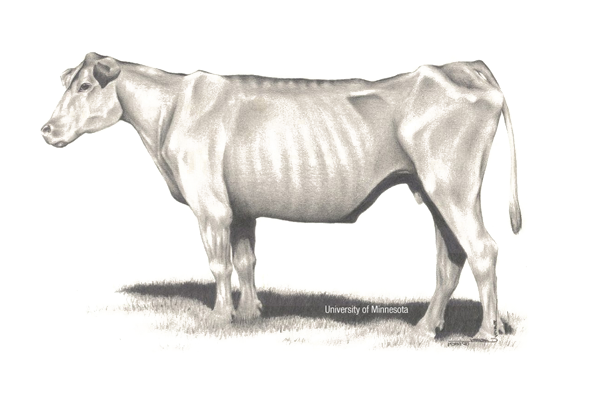 Skor Badan Lembu - penternak.my