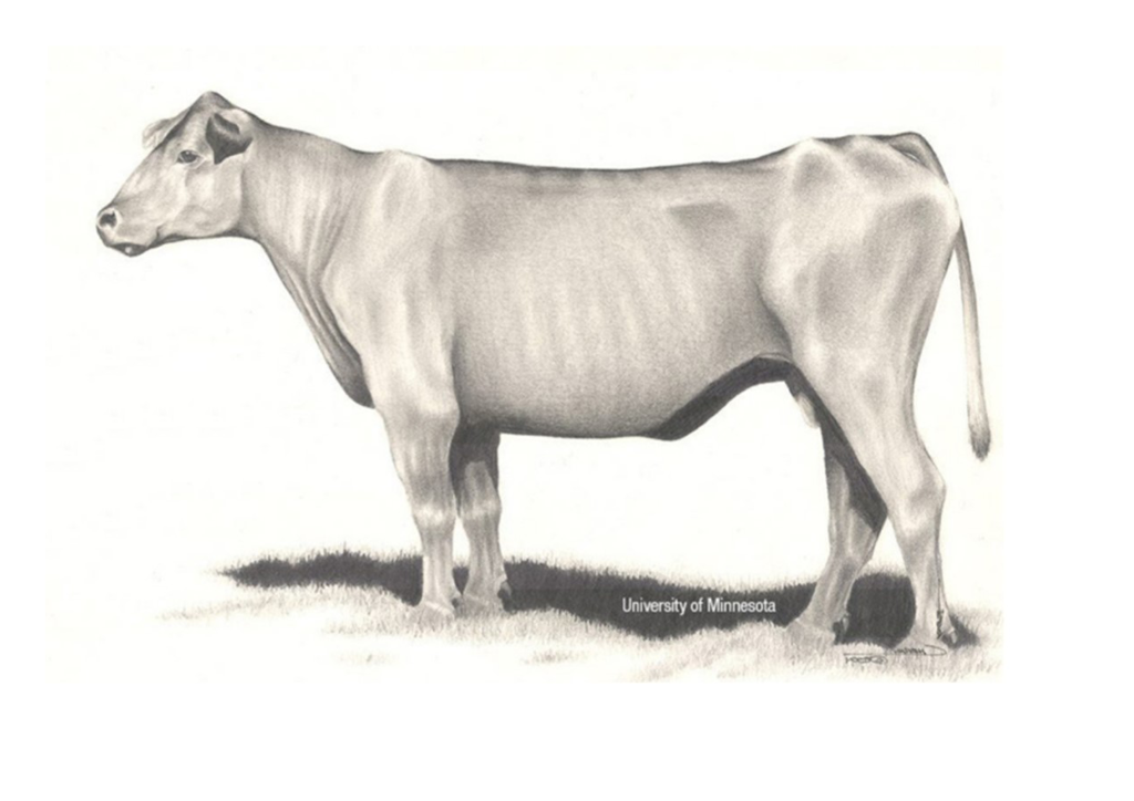 Skor Badan Lembu - penternak.my