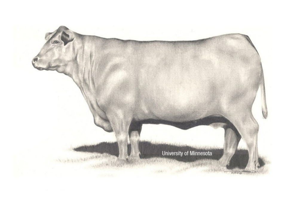 Skor Badan Lembu - penternak.my